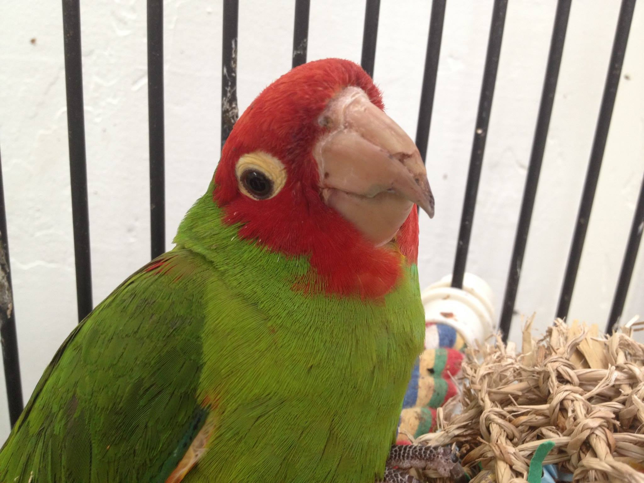 Mooshi (bonded with Julian) | Mickaboo