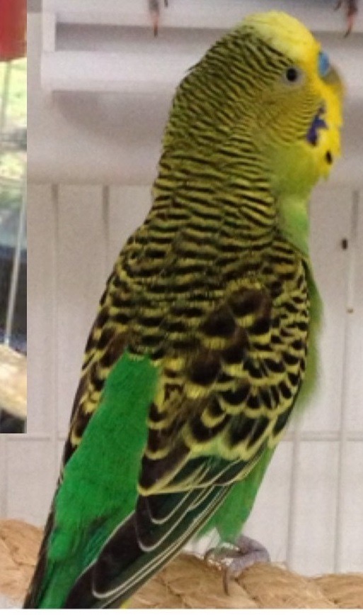 Freya (bonded with April) | Mickaboo