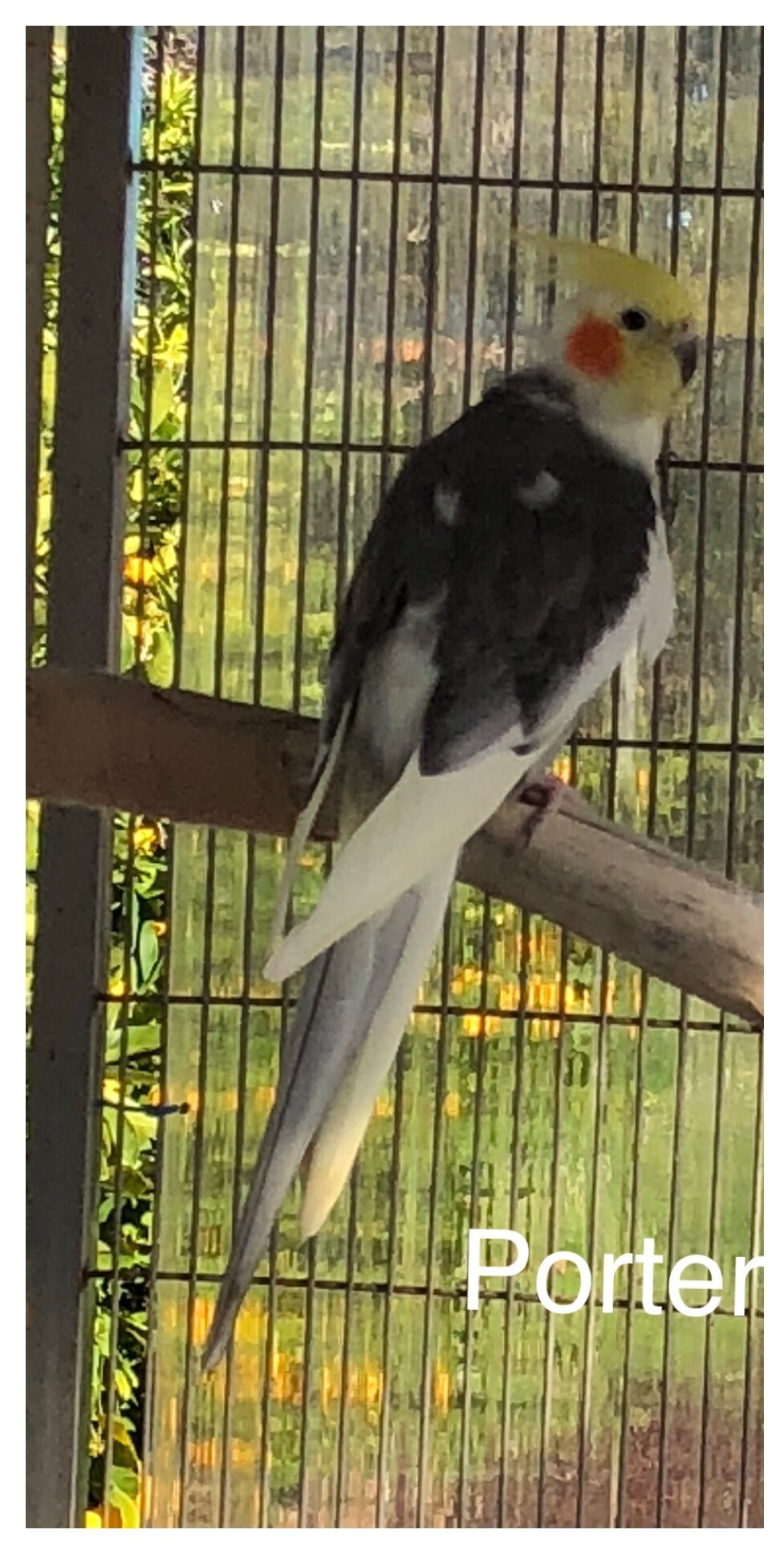 Porter - Aviary bird | Mickaboo