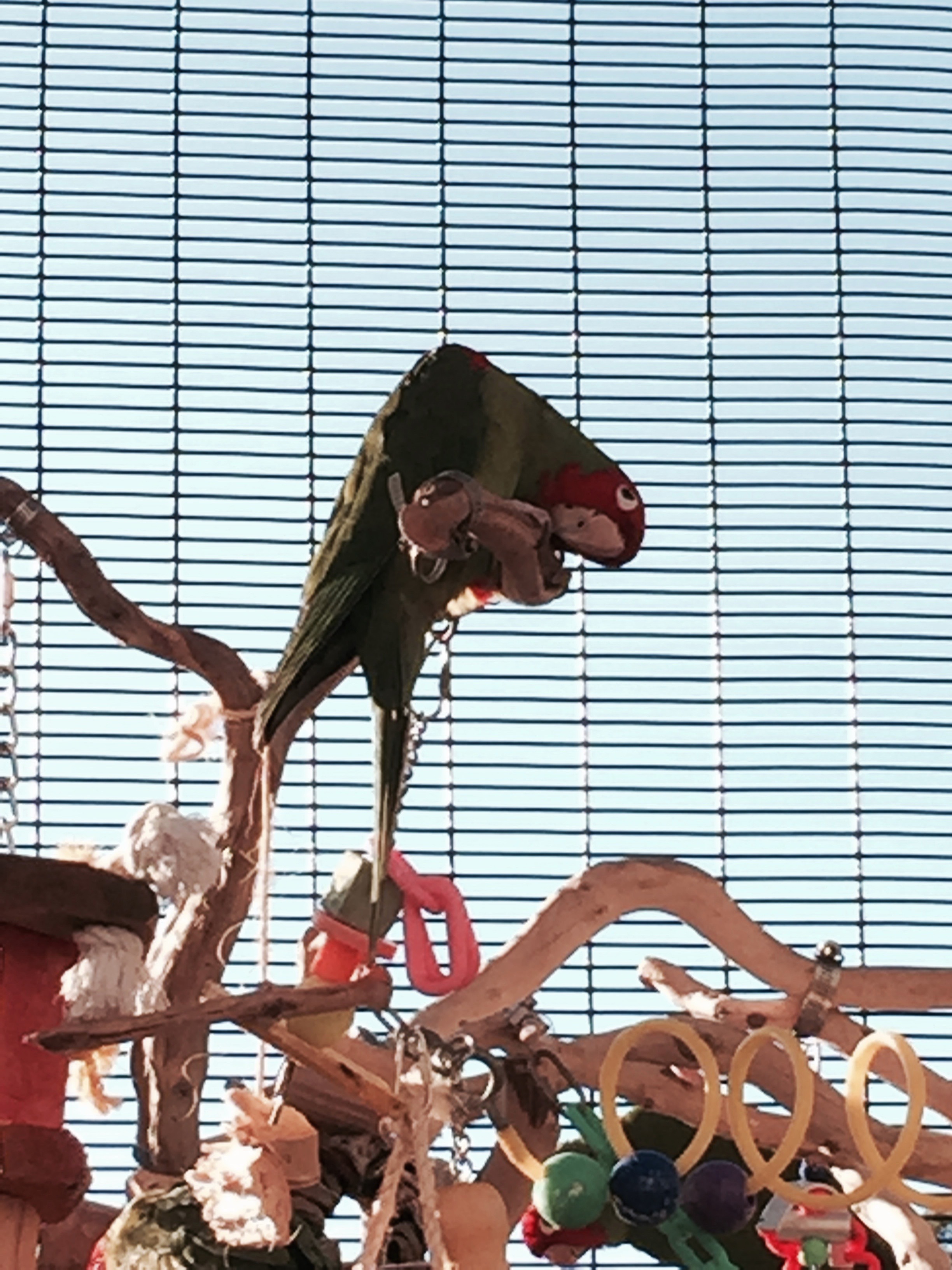 Clementina AKA Marzipan | Mickaboo