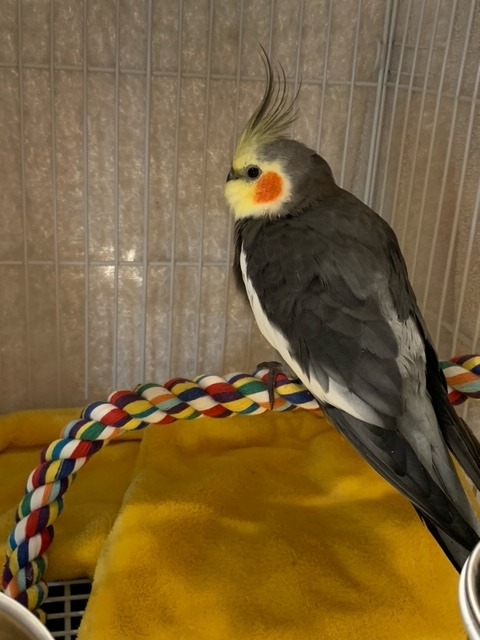 Bernie - Aviary bird - bonded to Samson | Mickaboo