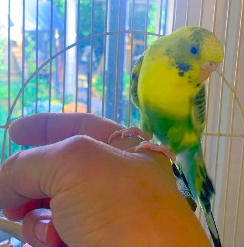 Dandelion F | Mickaboo