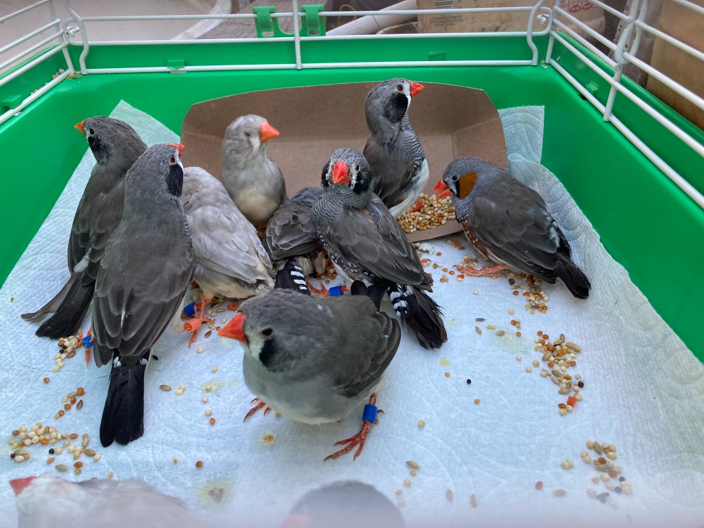 Lilo, Stitch, and Fawn (from PH flock) | Mickaboo