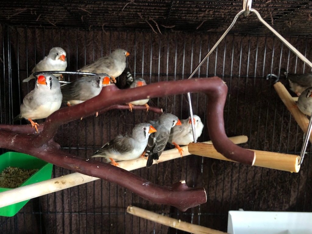 PH Finch Flock 11 - 4 females | Mickaboo