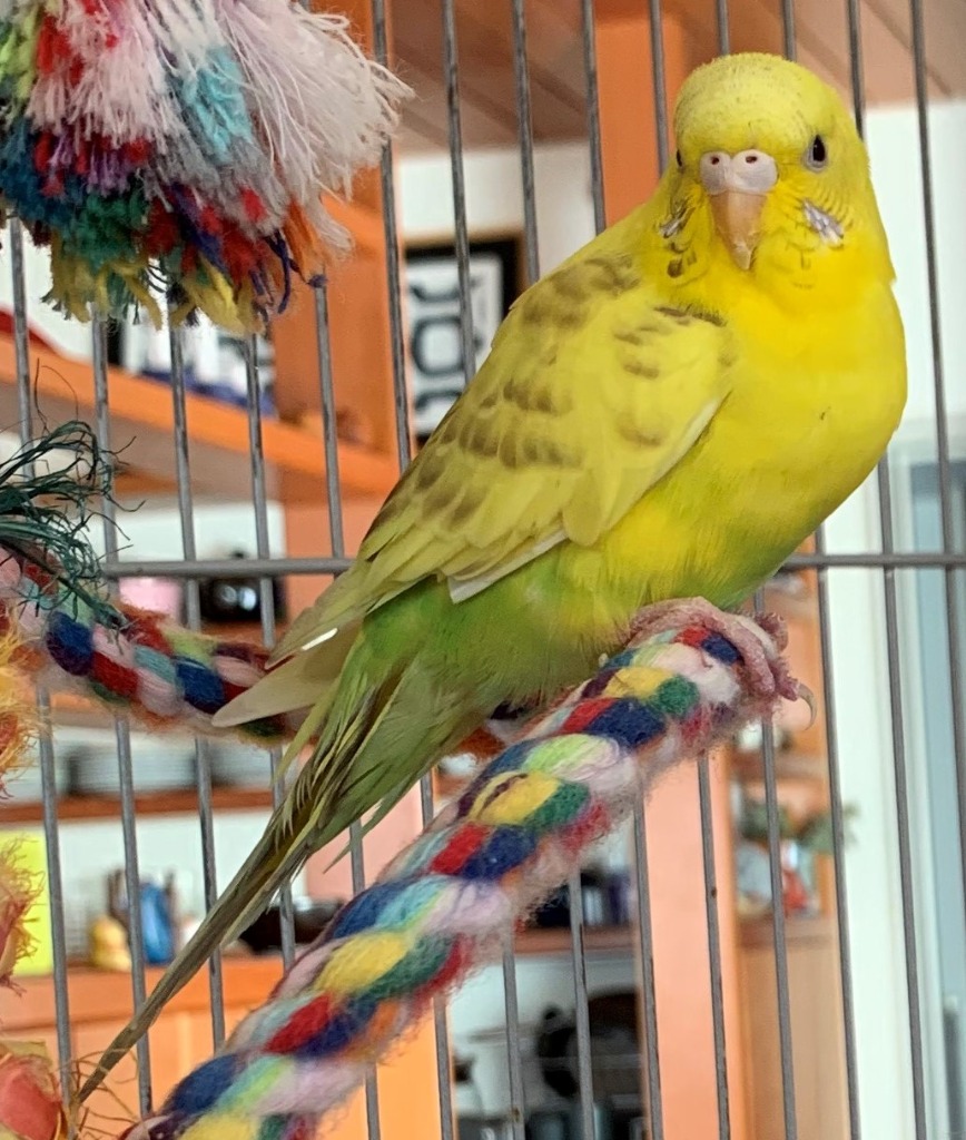 Emily F (bonded with Nancy F) | Mickaboo