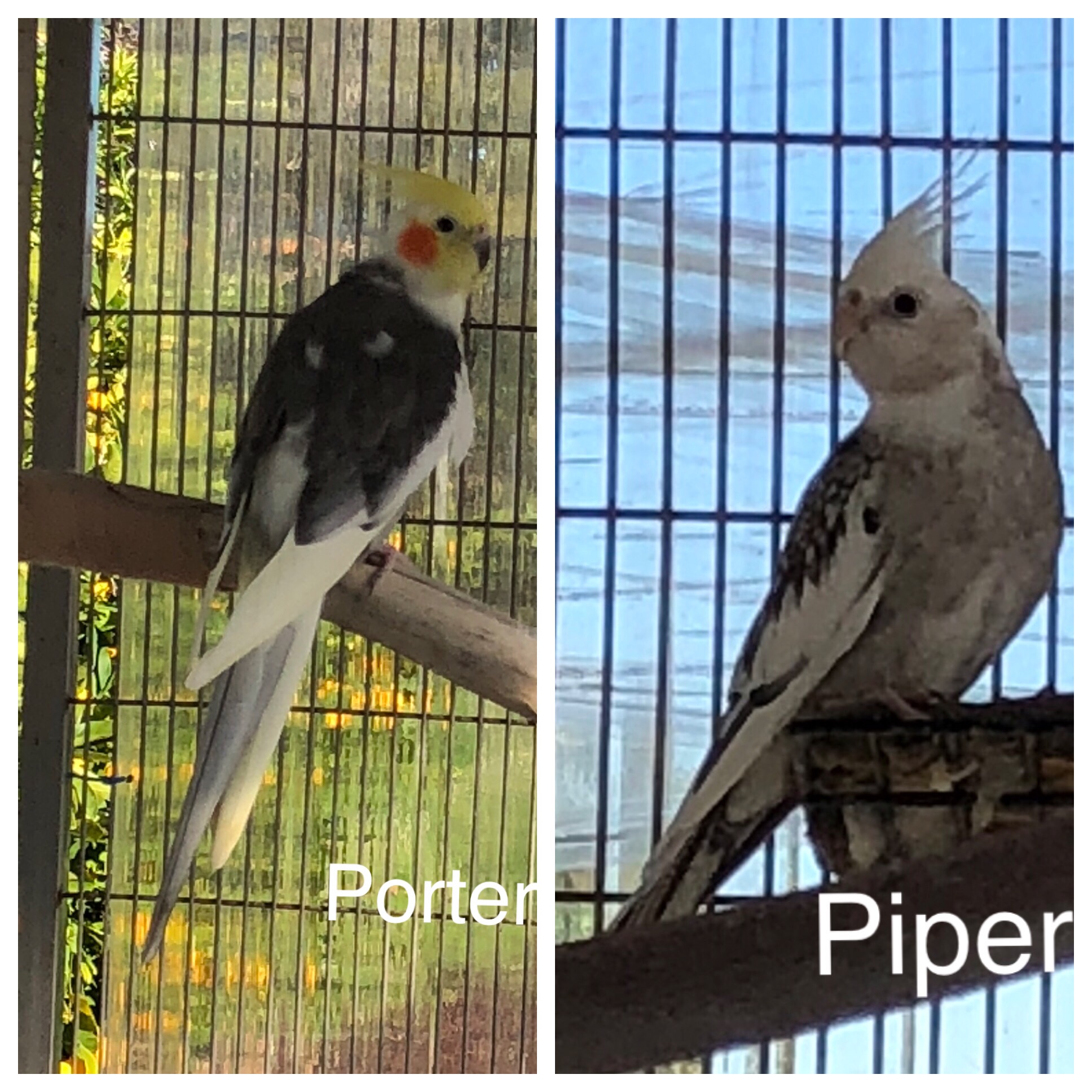 Piper2 - Aviary bird - bonded to Porter | Mickaboo