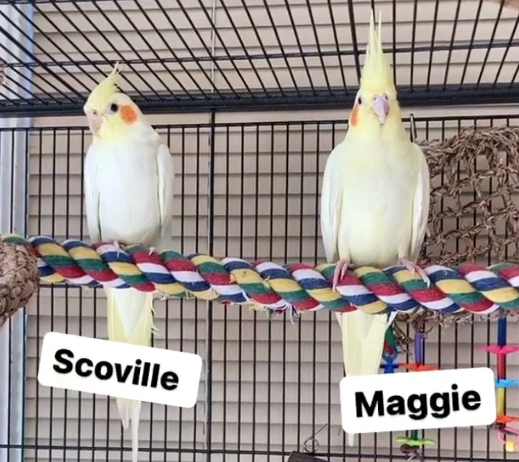 Maggie | Mickaboo
