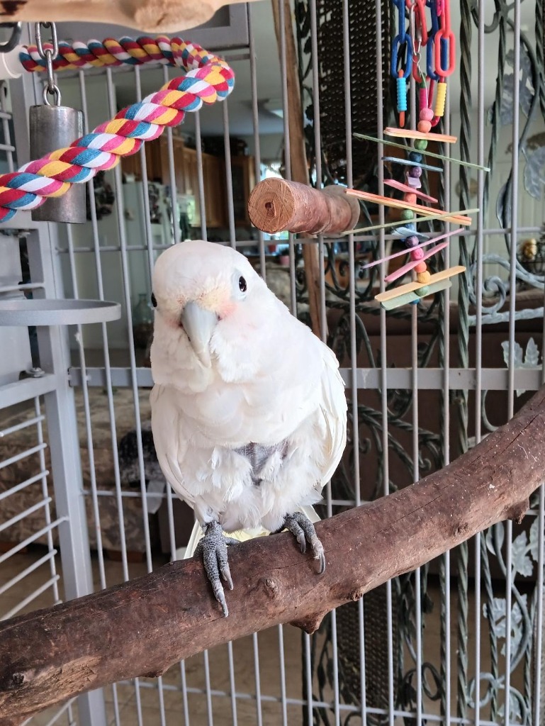 Little Bird | Mickaboo