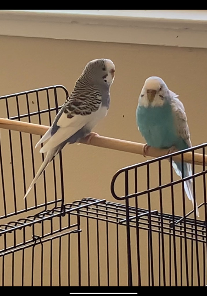 Moon - bonded with Sky | Mickaboo