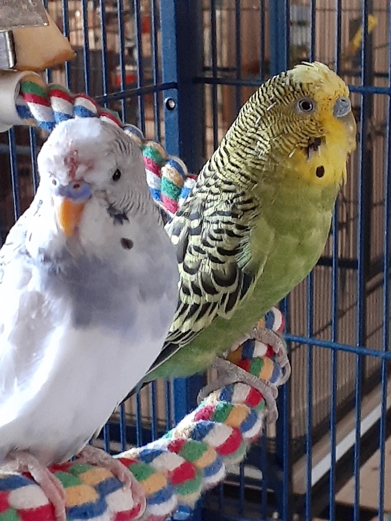 Boichek (bonded with Miracle) | Mickaboo