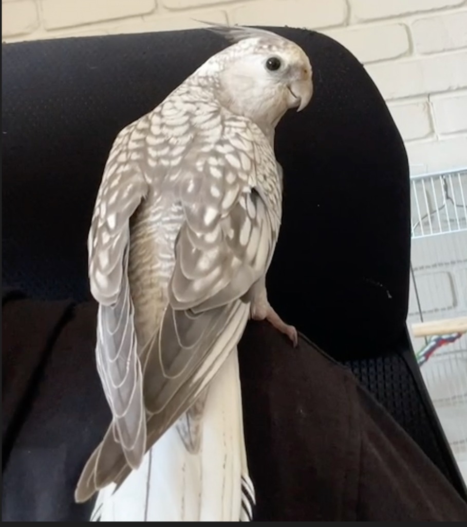 Lois (bonded with Stevie) | Mickaboo