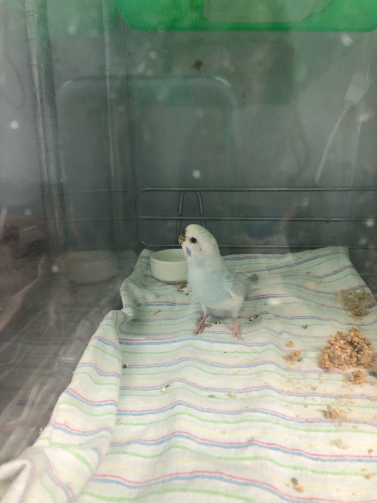 Cheesecake | Mickaboo