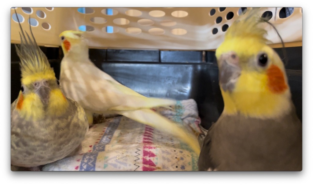 Harry, Ron and Hermione | Mickaboo