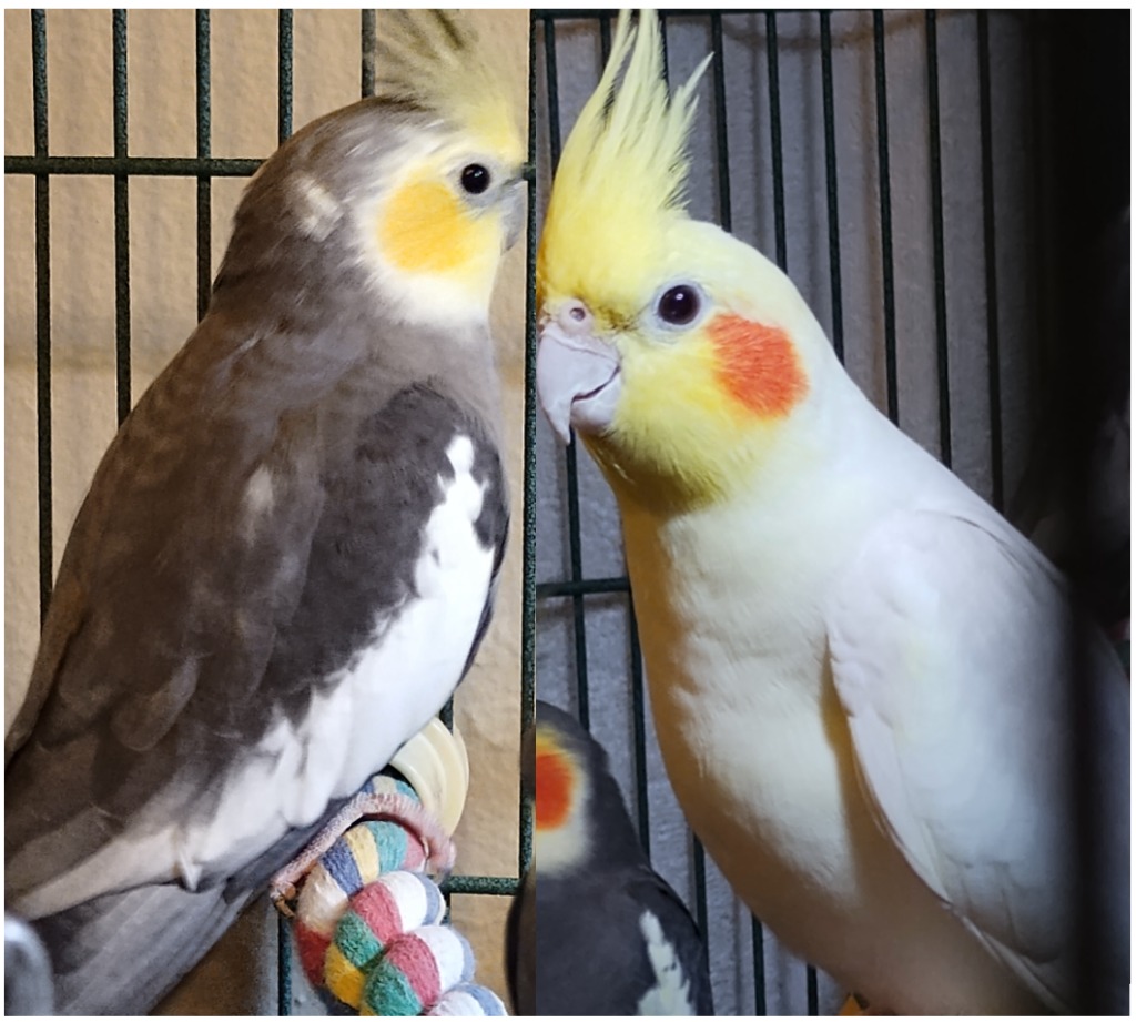 Trevor and Winky | Mickaboo