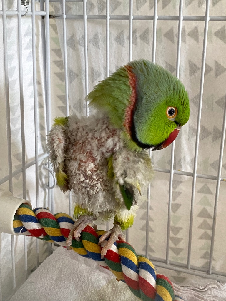 Ollie (was Baby Bird) | Mickaboo