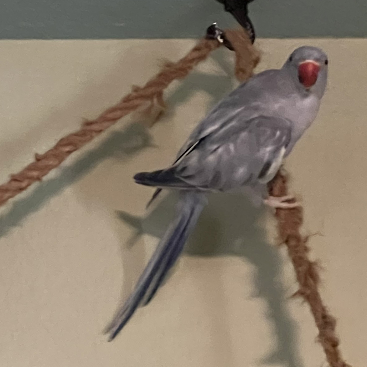 Zazu | Mickaboo