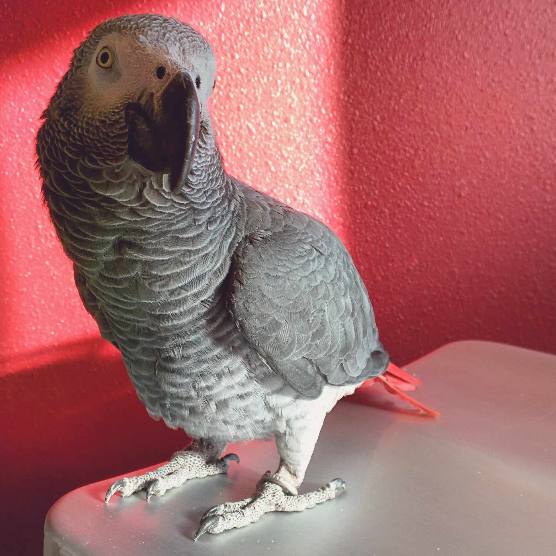 Oscar | Mickaboo