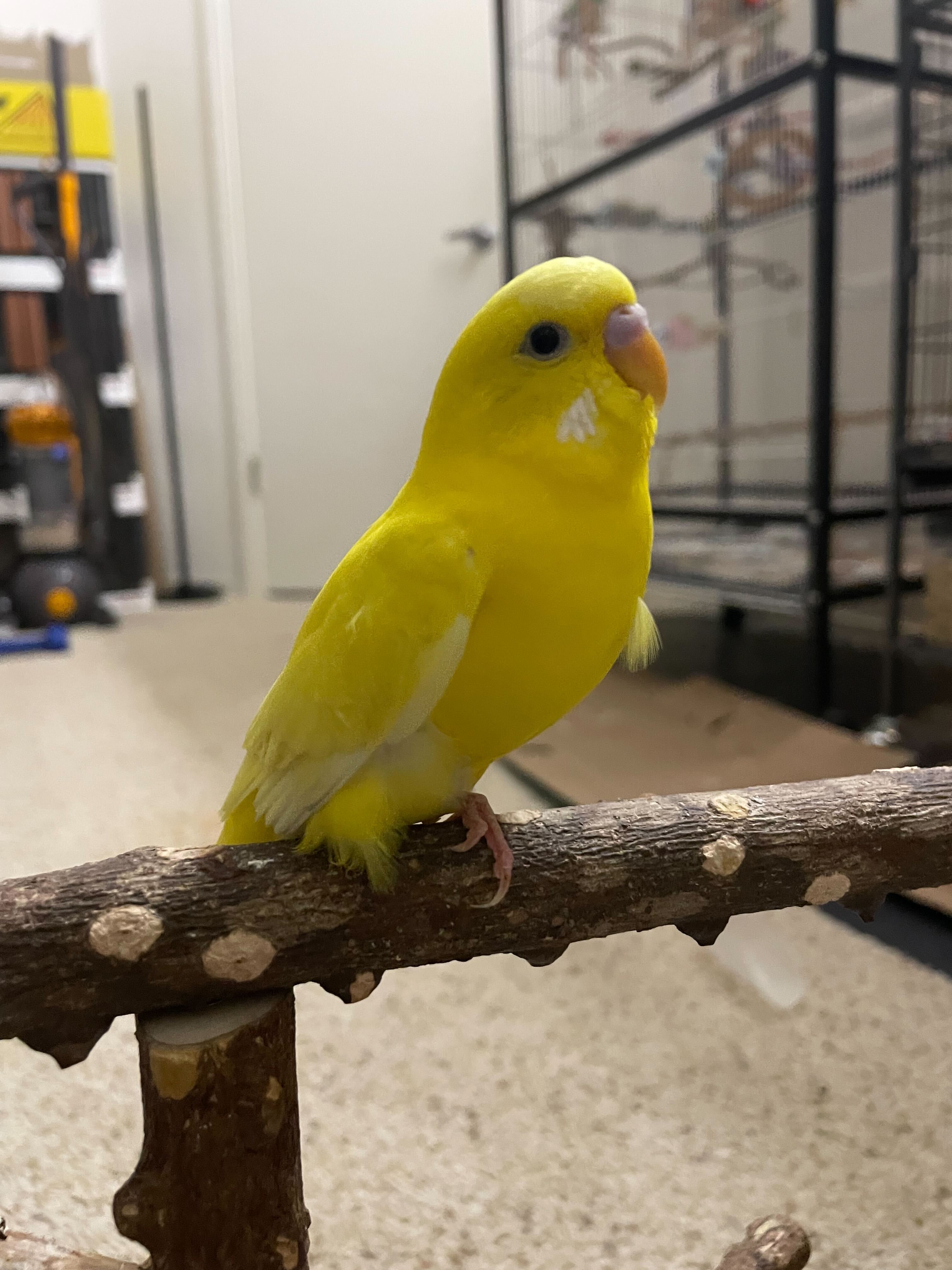 Sassy Sunny | Mickaboo