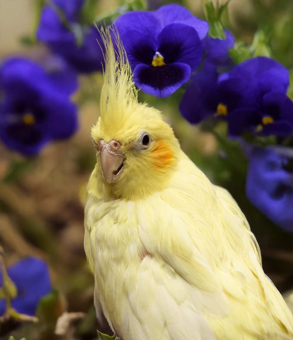 Ariosto (bonded with Boiardo) | Mickaboo