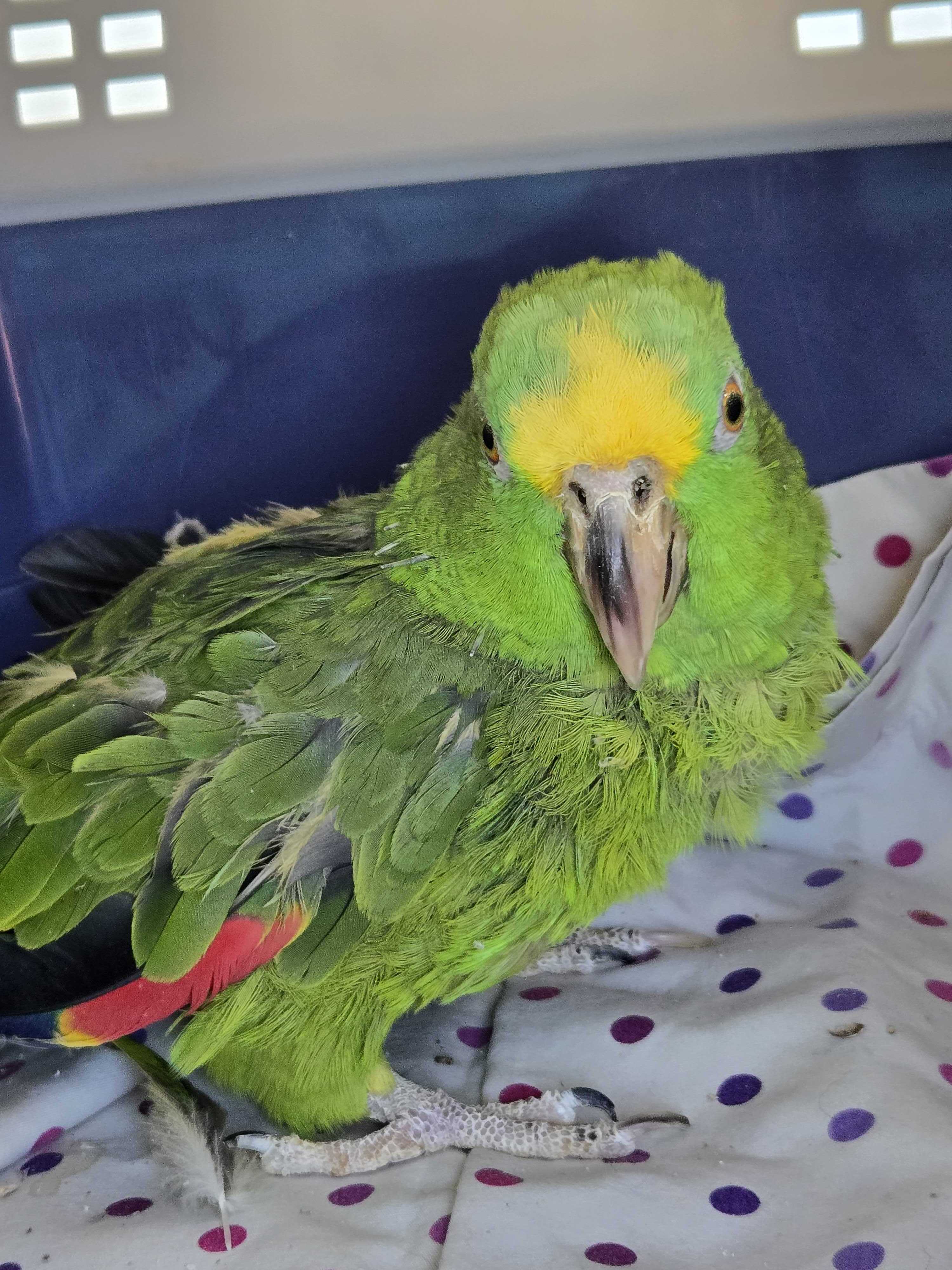 Captain Kirk | Mickaboo