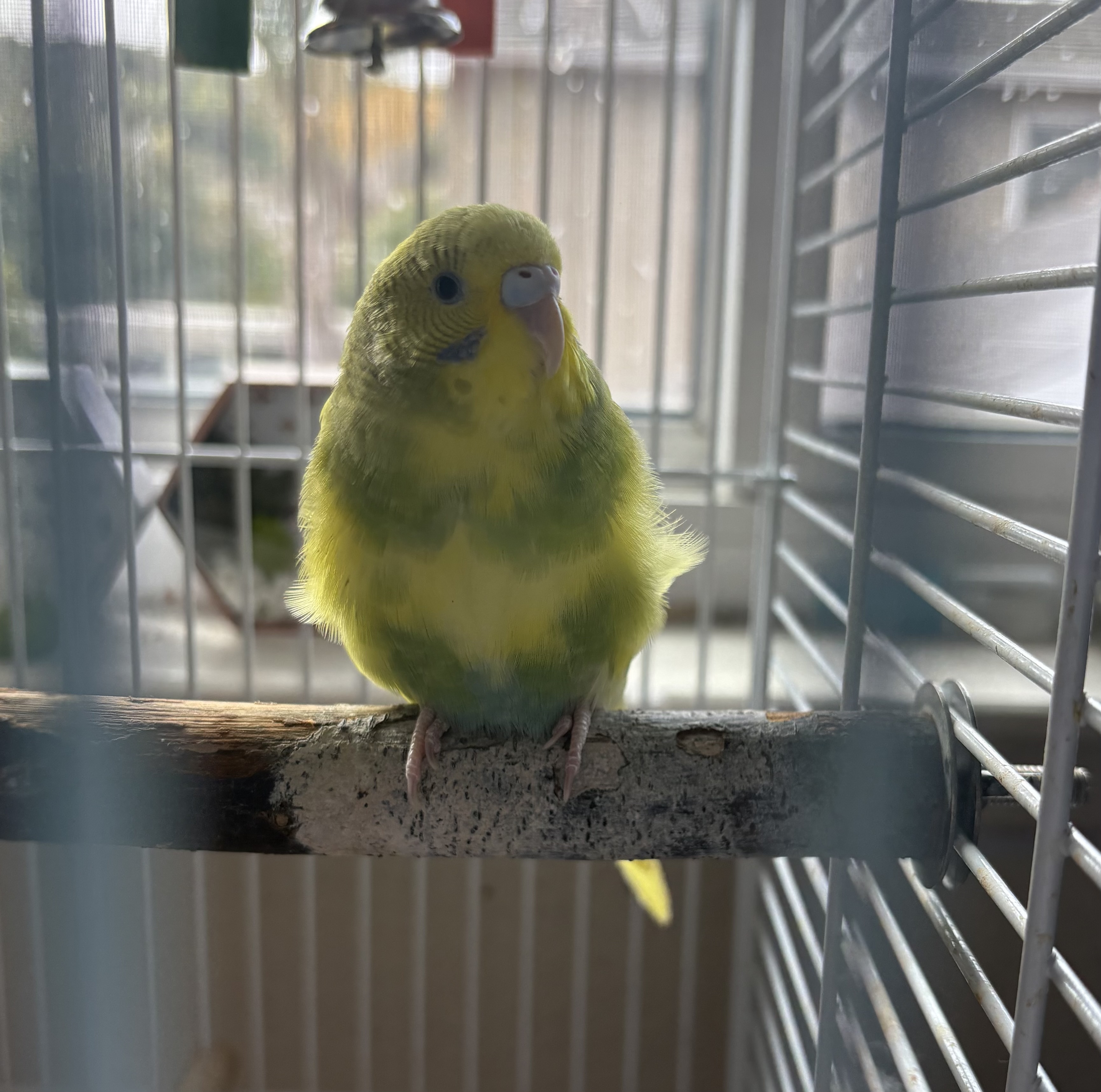 Sweet Pea | Mickaboo