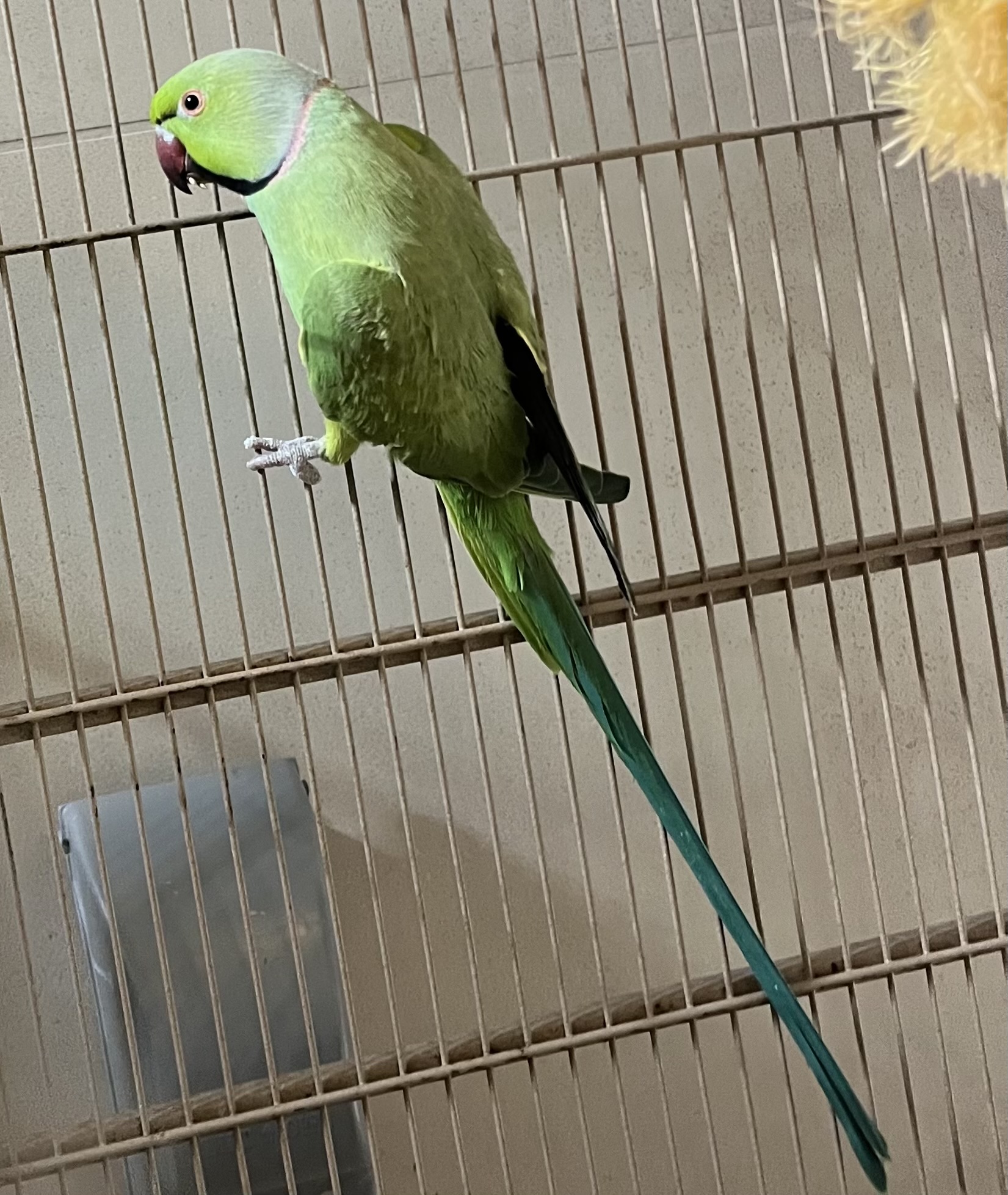 Bert (bonded with Ernie) | Mickaboo