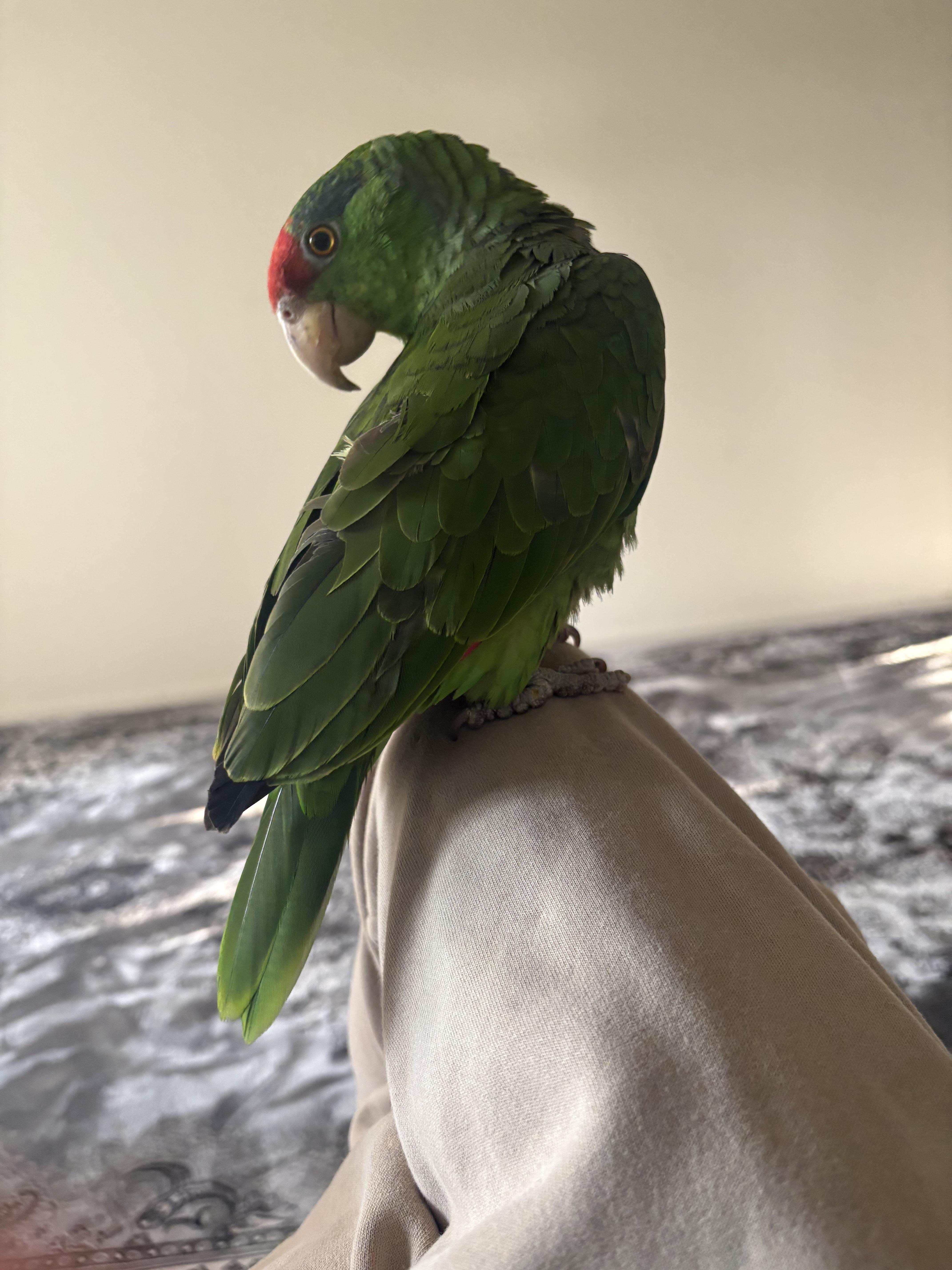 Bella | Mickaboo