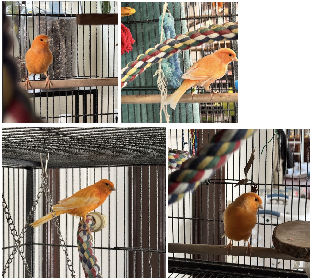 Puff (with Redd, Tangy, & Cam) | Mickaboo